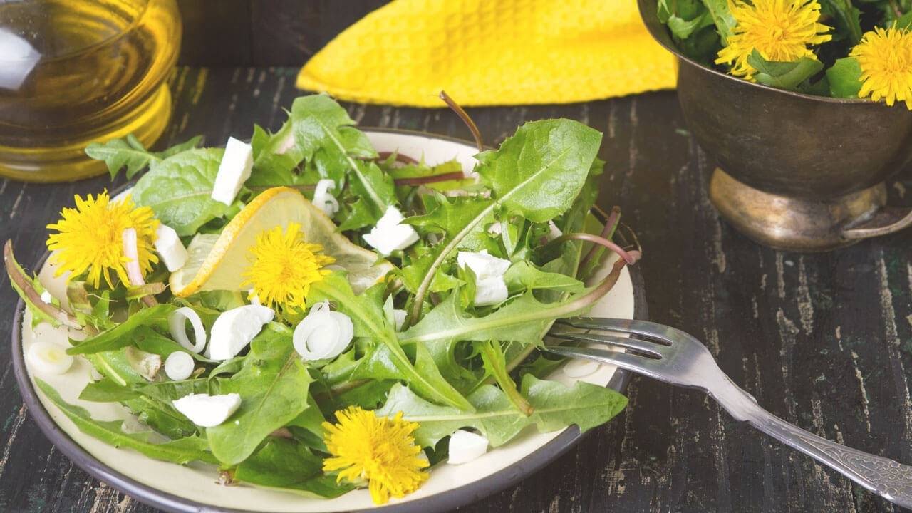 Wild edible plants–eat your “weeds” in salad of wild greens