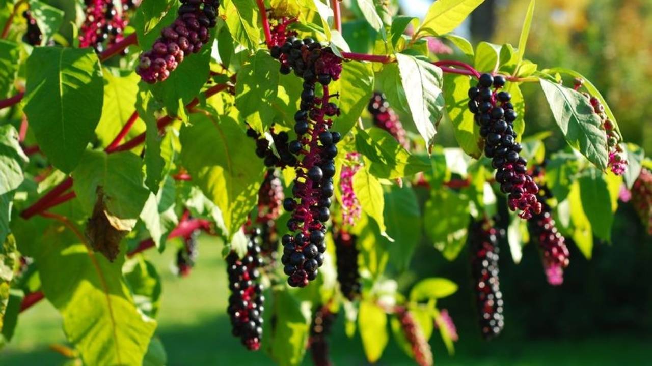 Poke Root and Poke Berry Medicine