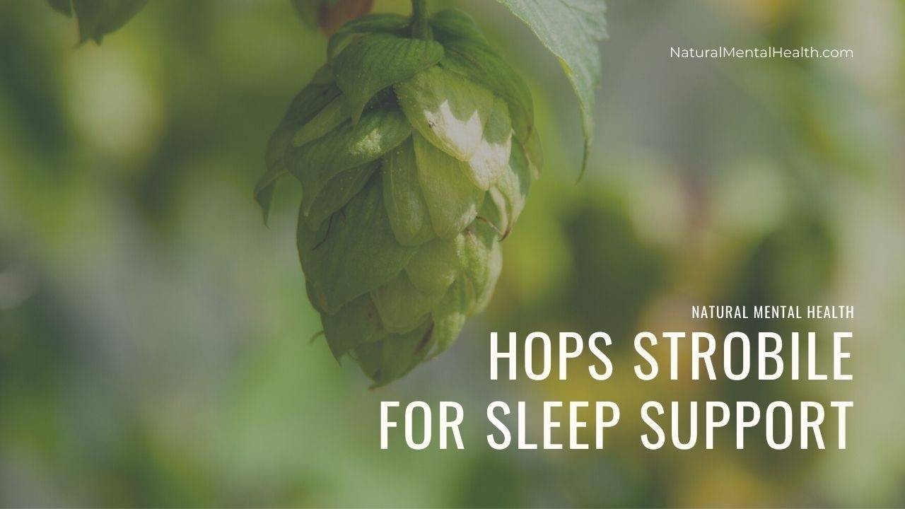 Hops Strobile Benefits, Dosage, & Side Effects