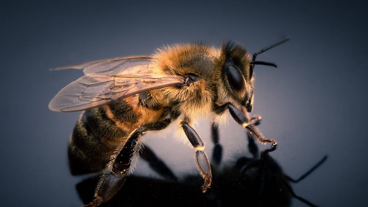 Hot and sour: parasite adaptations to honey bee temperature and pH.