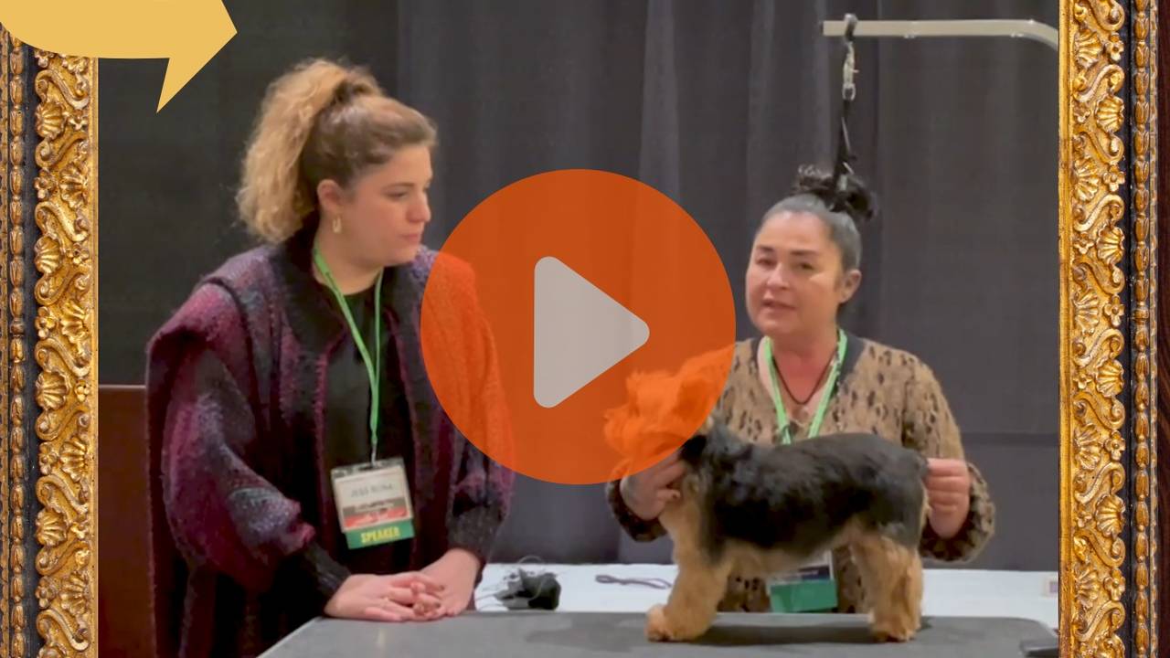 How to Stack a Dog | Jess Rona Grooming