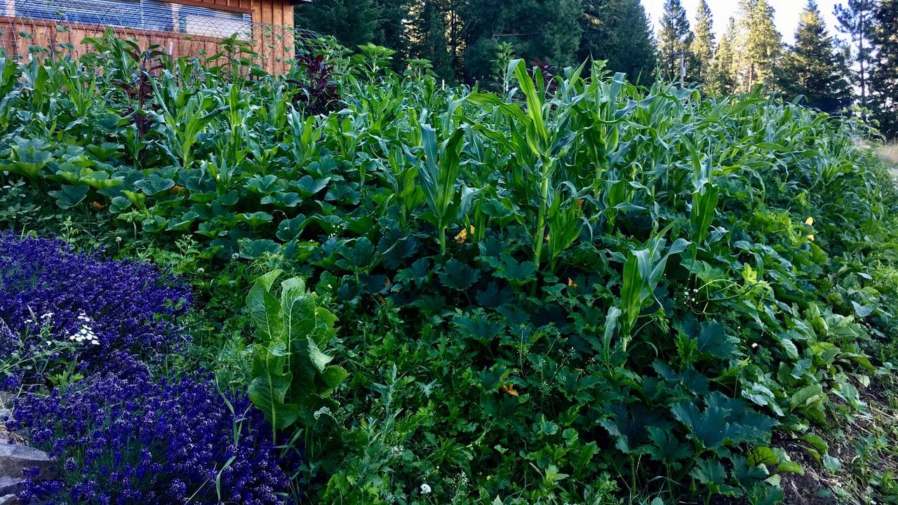 5 Steps to a healthy garden