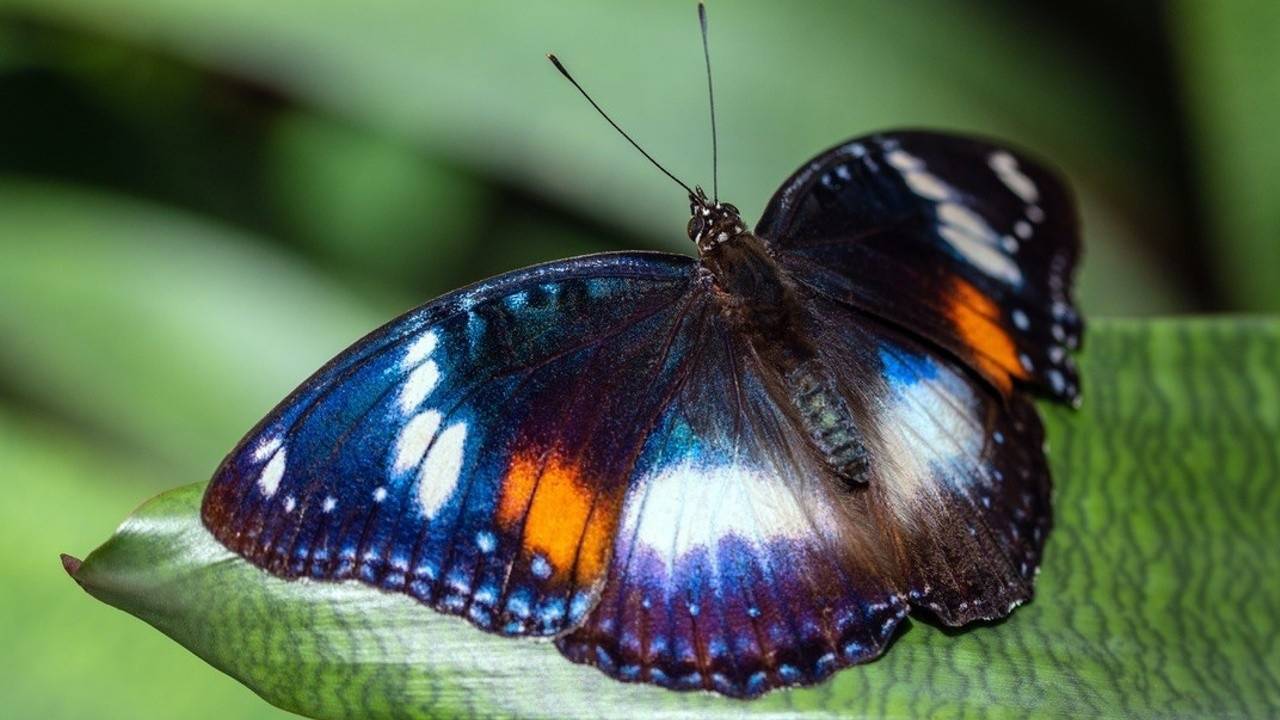 Butterfly Teachings