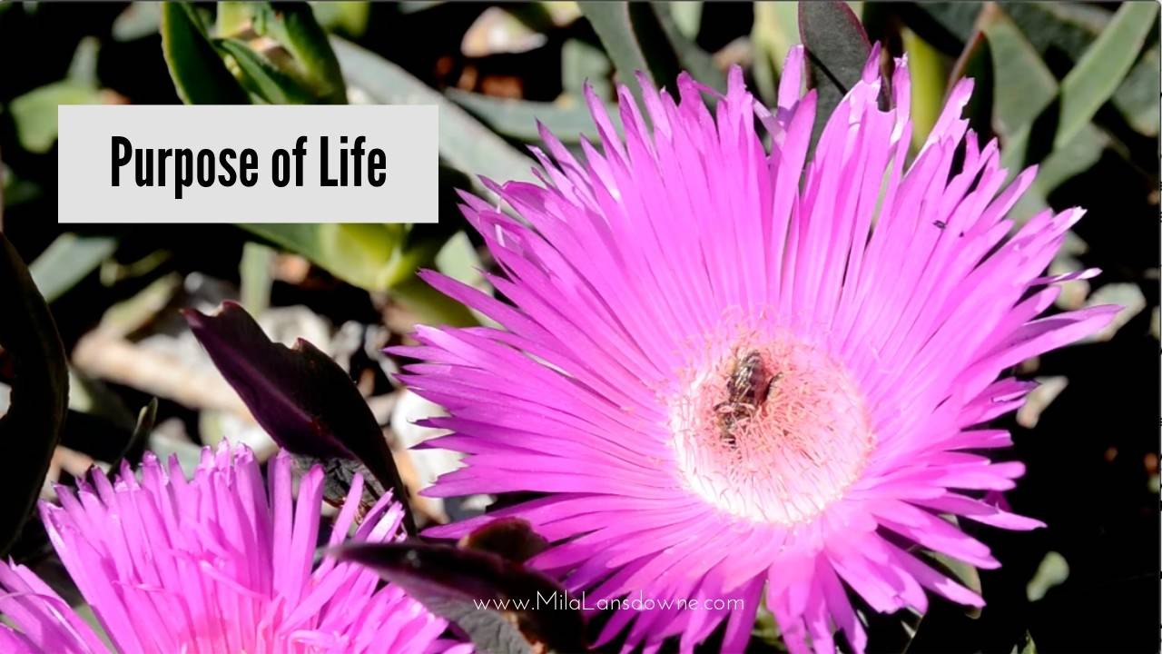 self-realization begins with realization of this principle