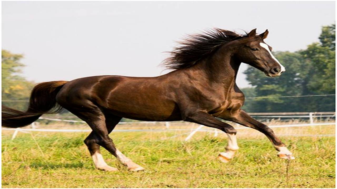 Horse Training - 3 of the Most Common Mistakes Riders Make