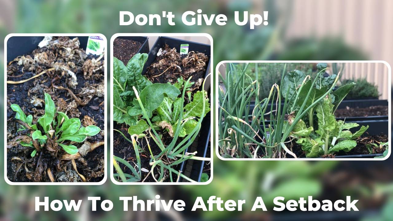 How do you thrive after a setback?