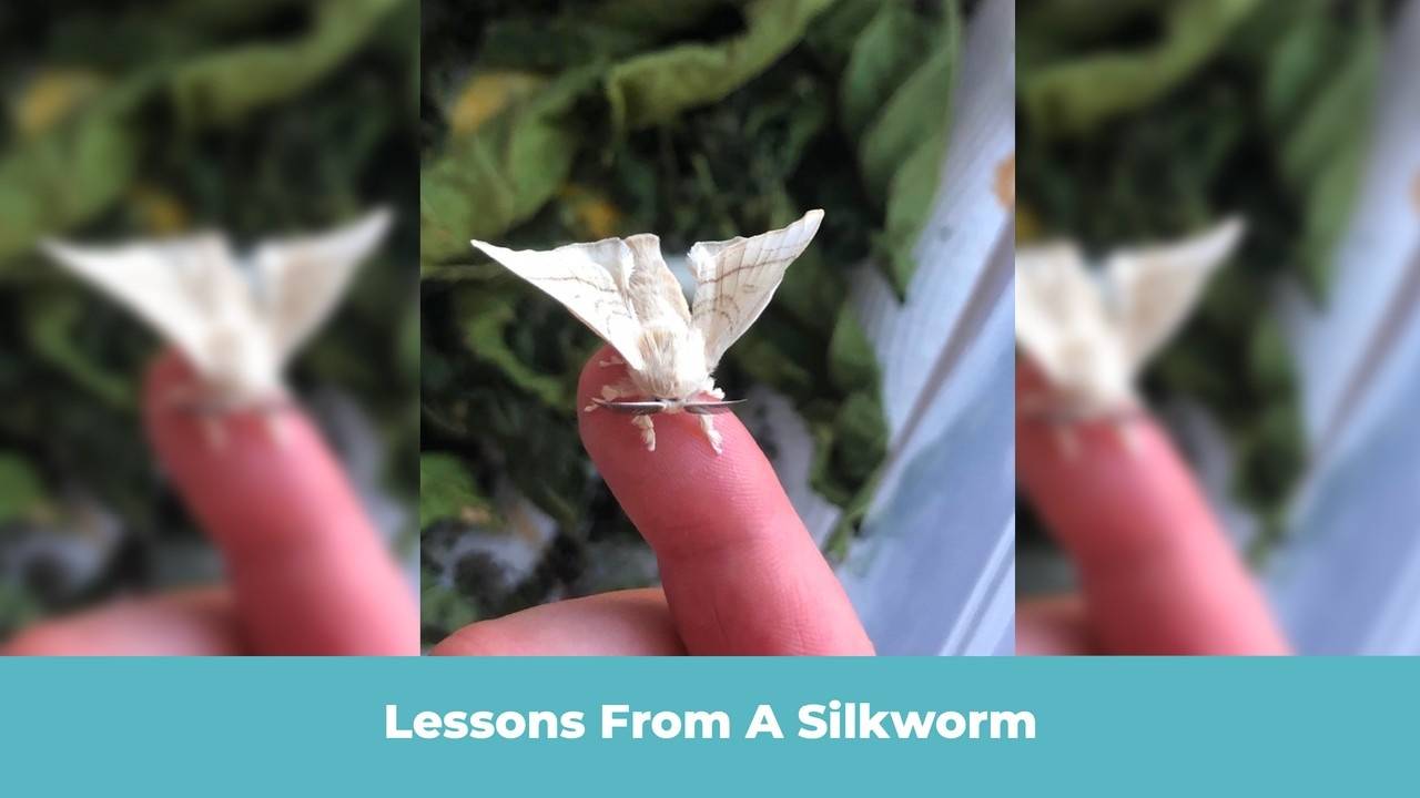 Personal Alchemy - Lessons From A Silkworm