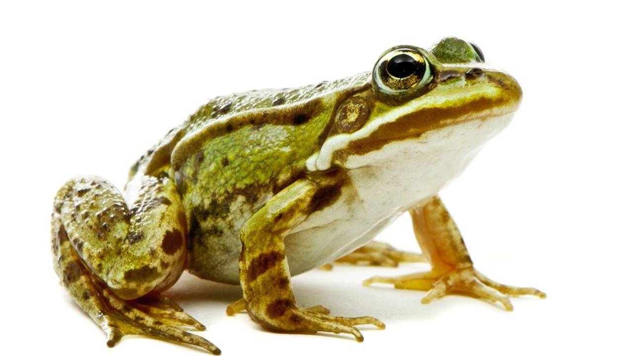 Eating Frogs