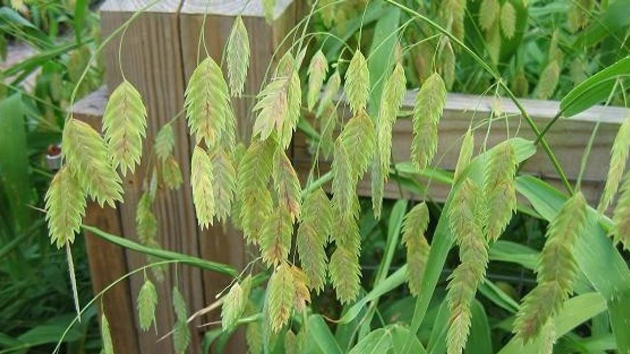 Sugar Sea Oat Grass Masterclass