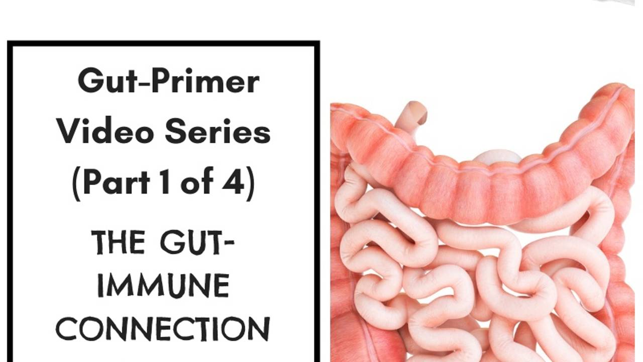 What does the immune system have to do with the gut?