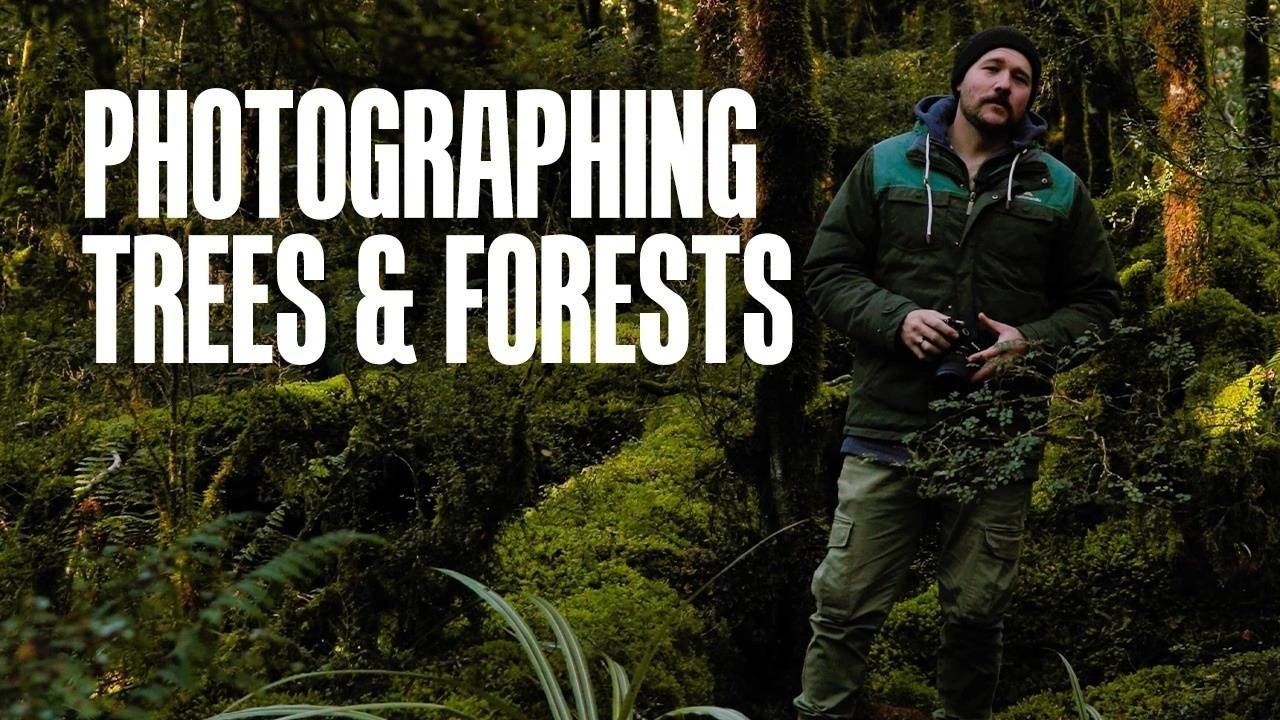 How to Photograph Trees & Forests
