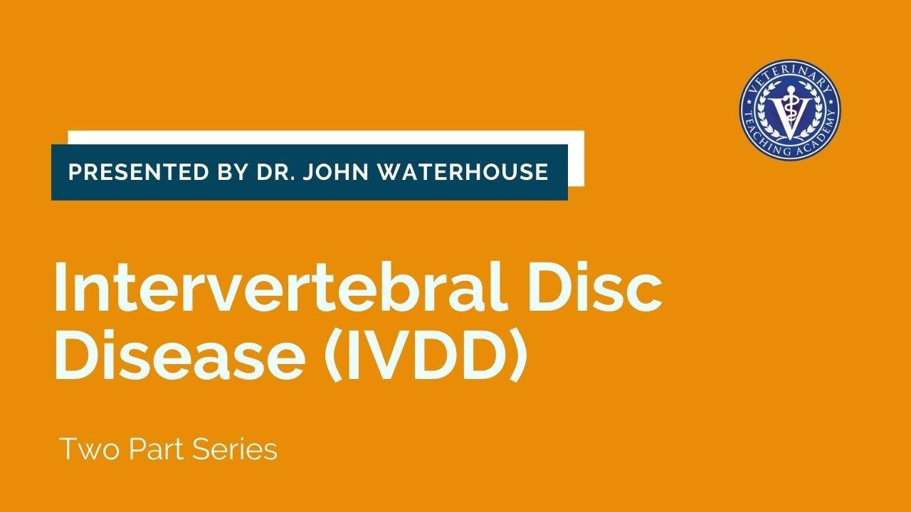 Intervertebral Disc Disease (IVDD)