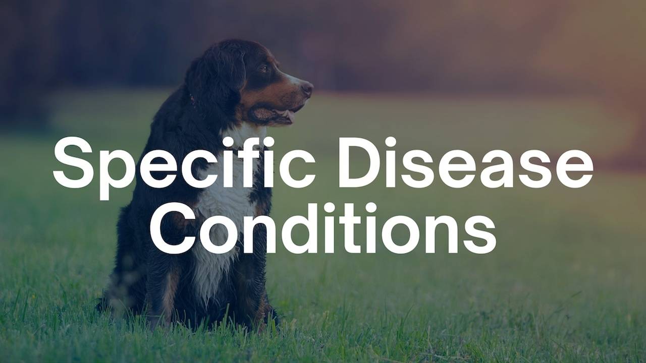 Specific Diseases, Conditions and Diagnoses Trainings