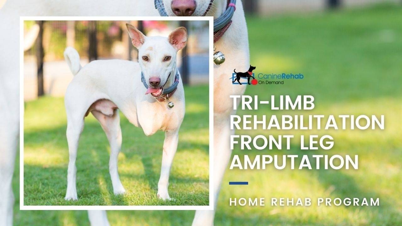 At-Home Program for Canine Front Leg Amputation