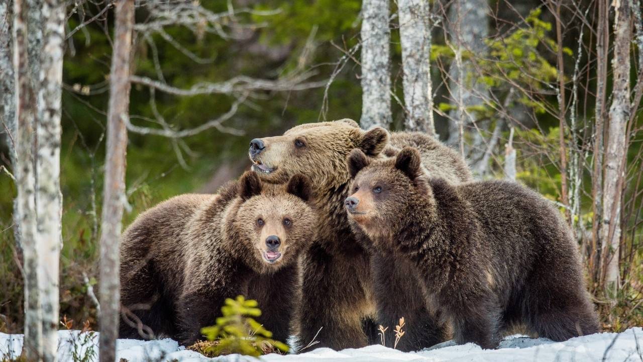 Top 10 Tips for Avoiding Bear Encounters