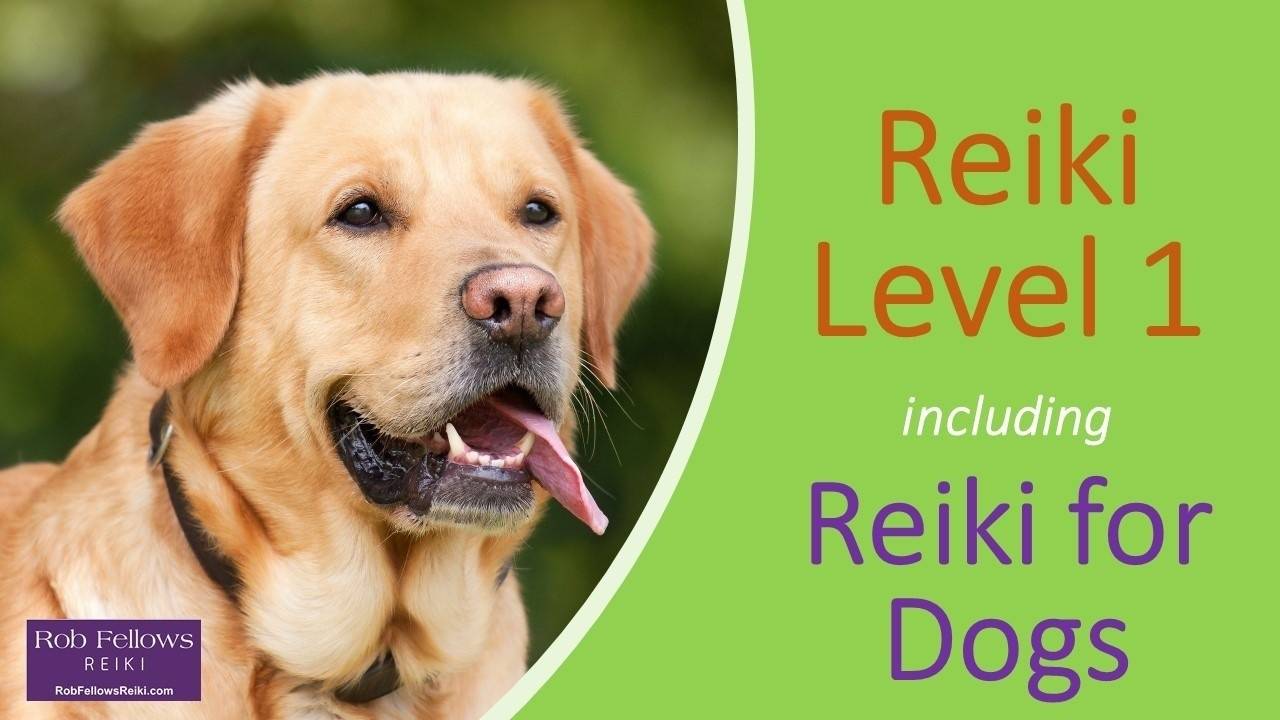 Reiki for Dogs: Online and In-Person Courses, IGCT Qualifications