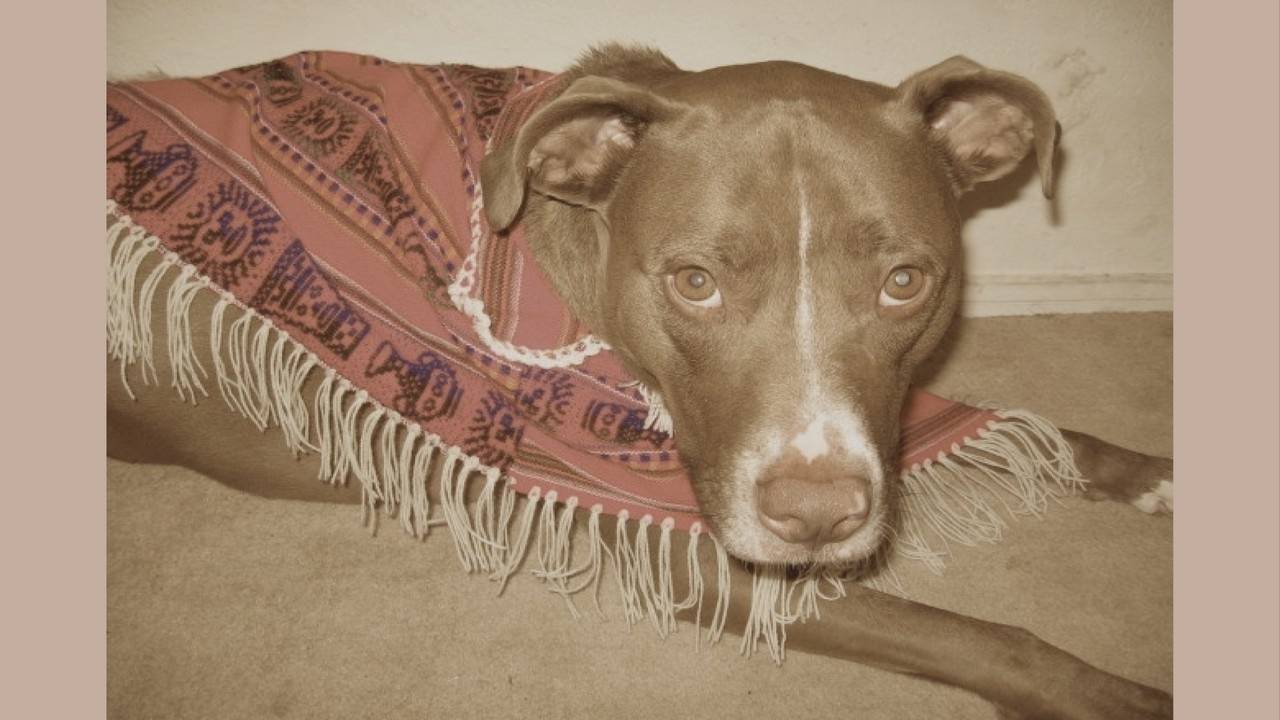 How to have a psychic connection with your pet