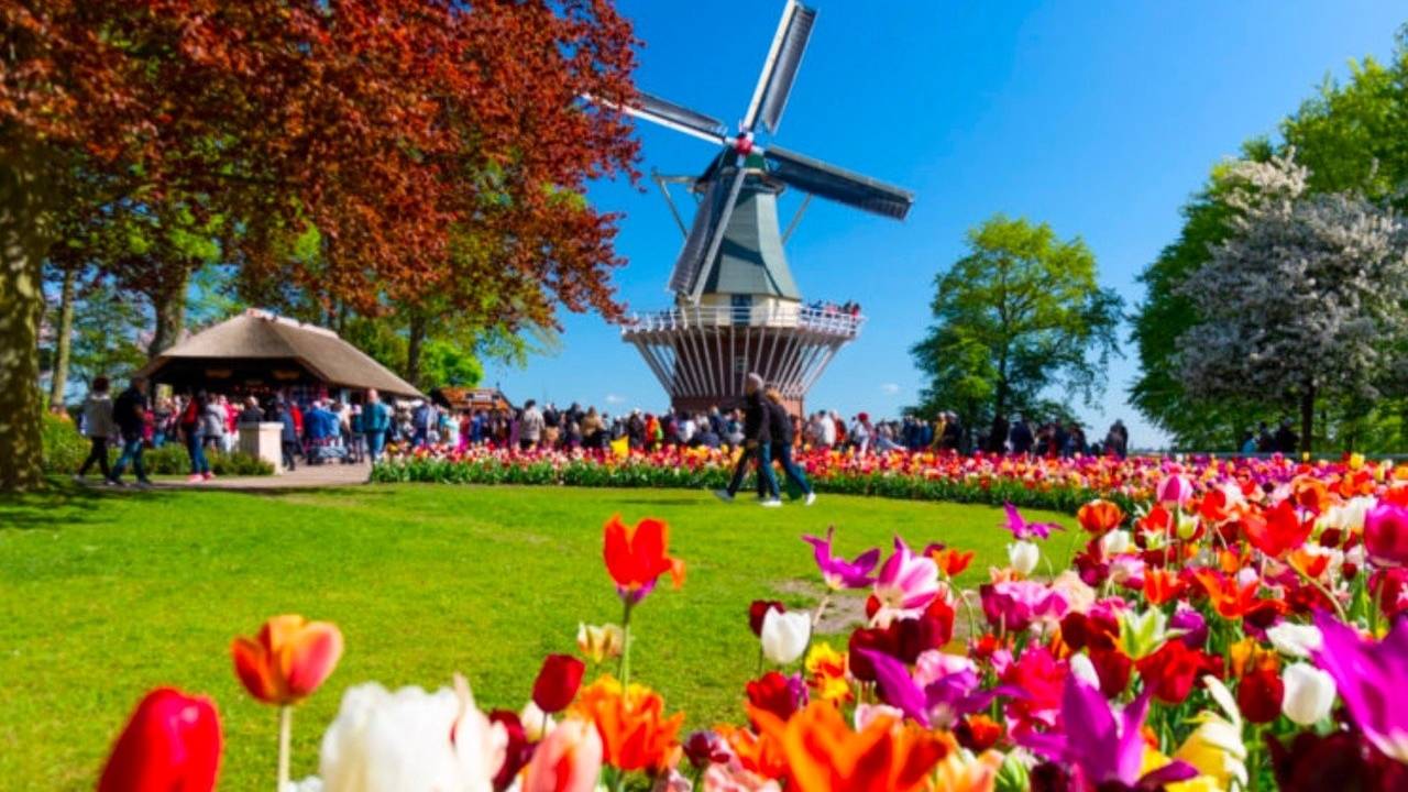 Welcome to Holland 🌹