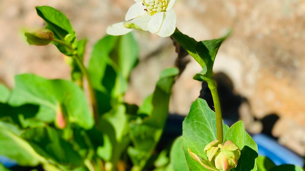 Herbal Medicine Spotlight: Yerba Mansa