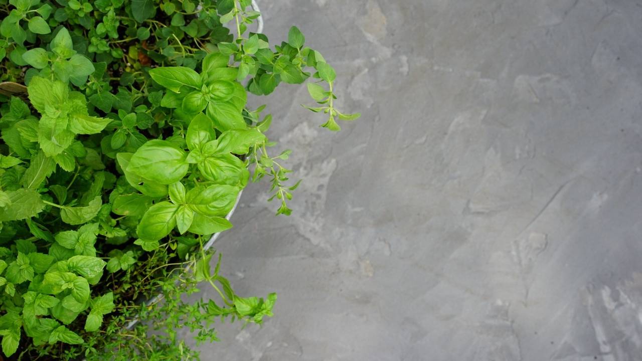 Learn How to Set Up and Grow Your Own Herb Garden