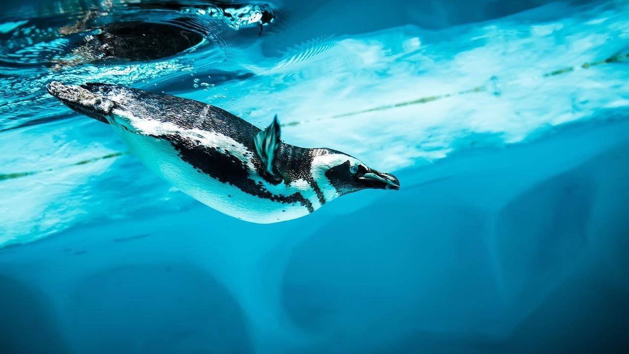 Cold Water Thermogenesis