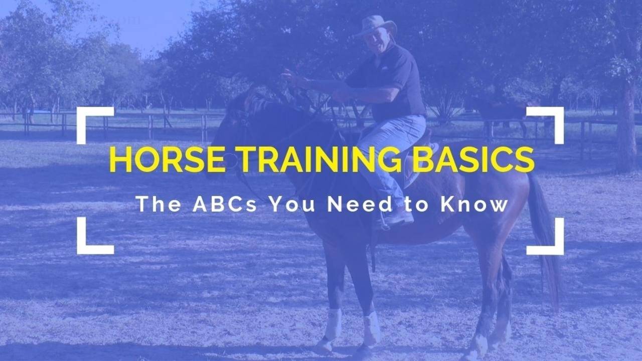 The Basic Horse Training series: Discover the ABCs You Must Know