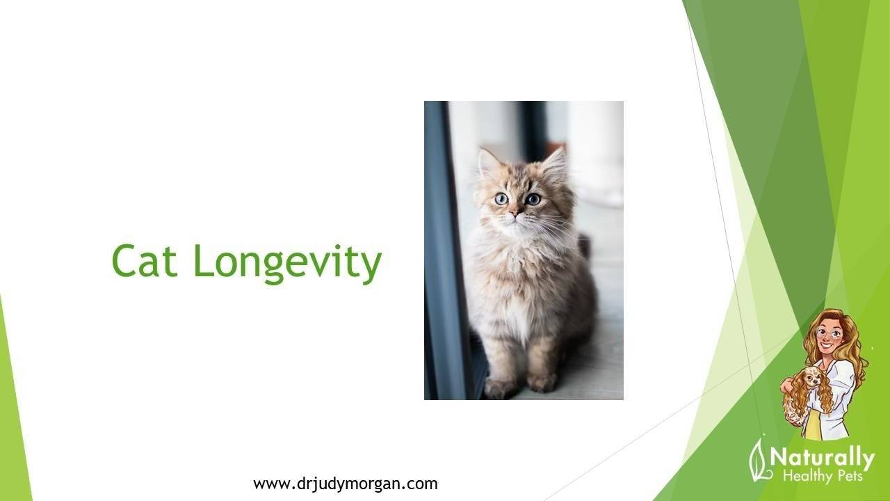 Cat Longevity Made Easy