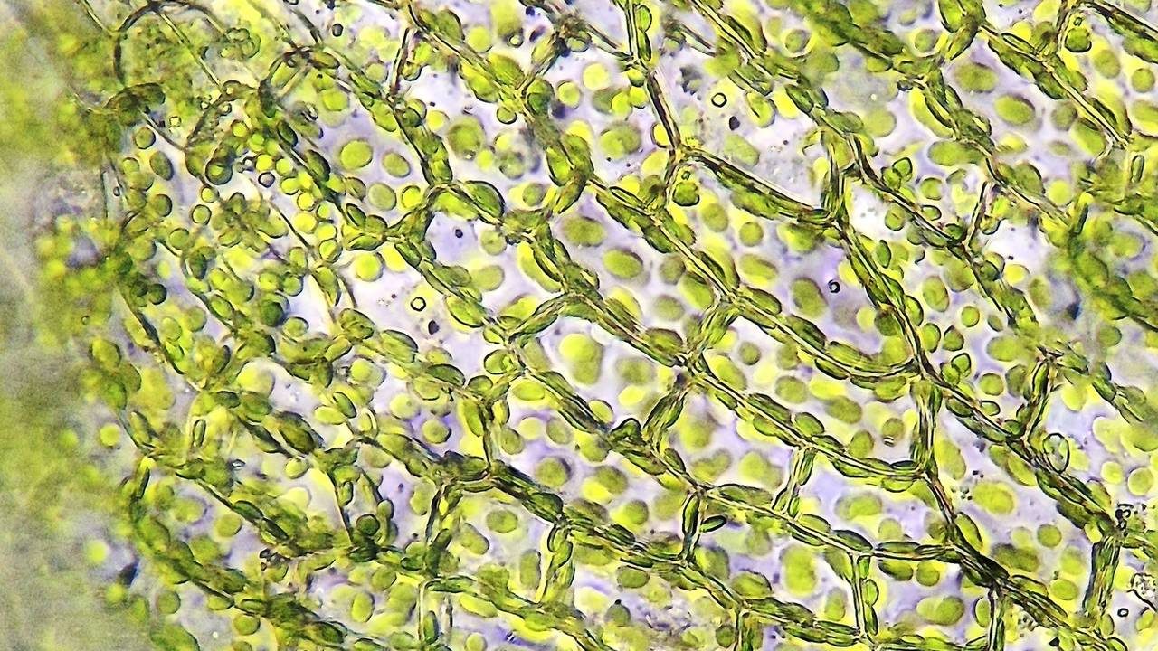 An Introduction to the Four Fields