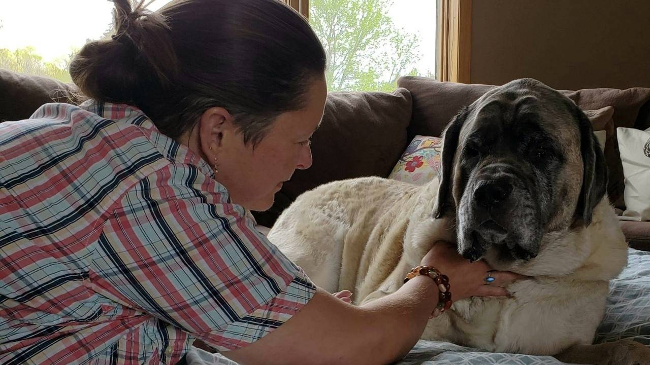 How animals can guide their own healing