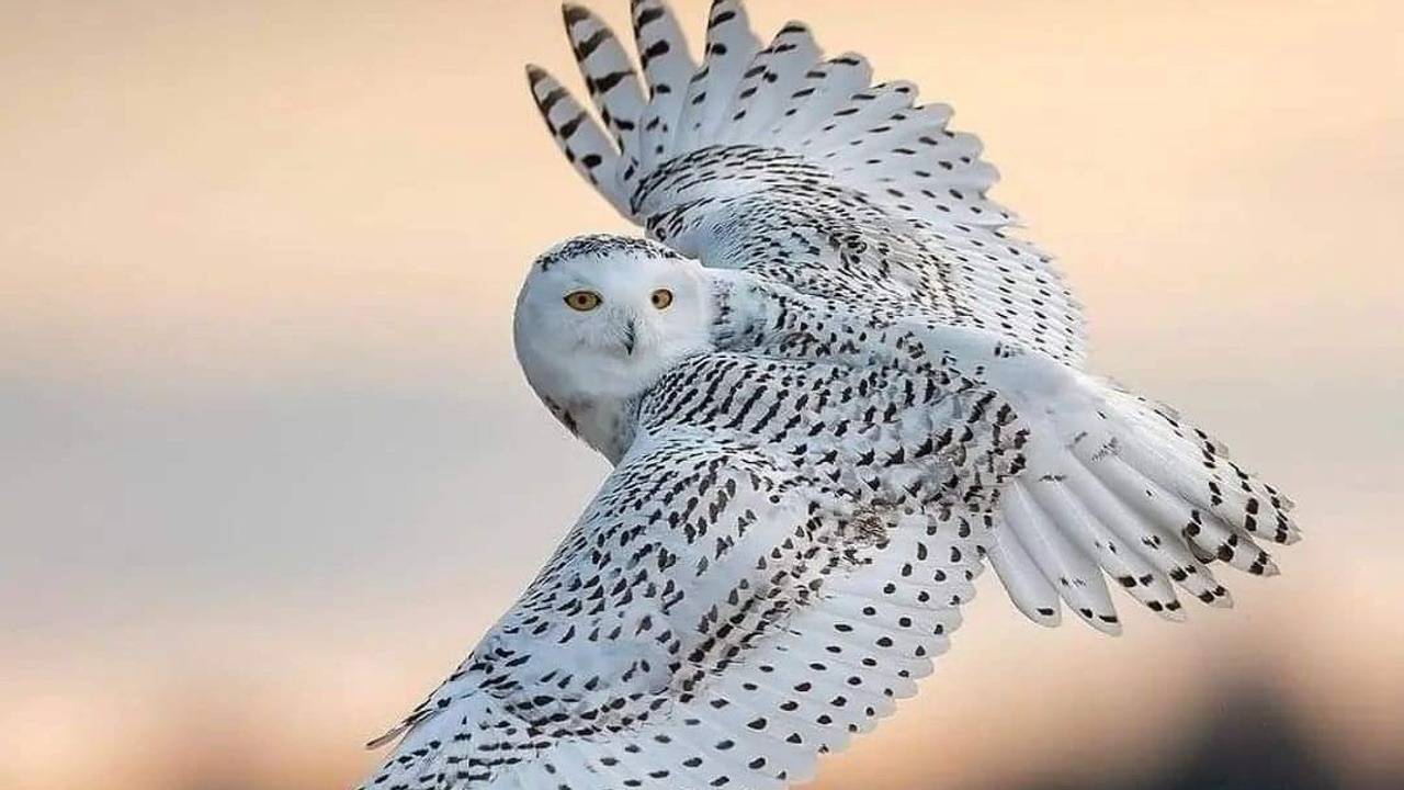 True potential is seeing, understanding and using the whole