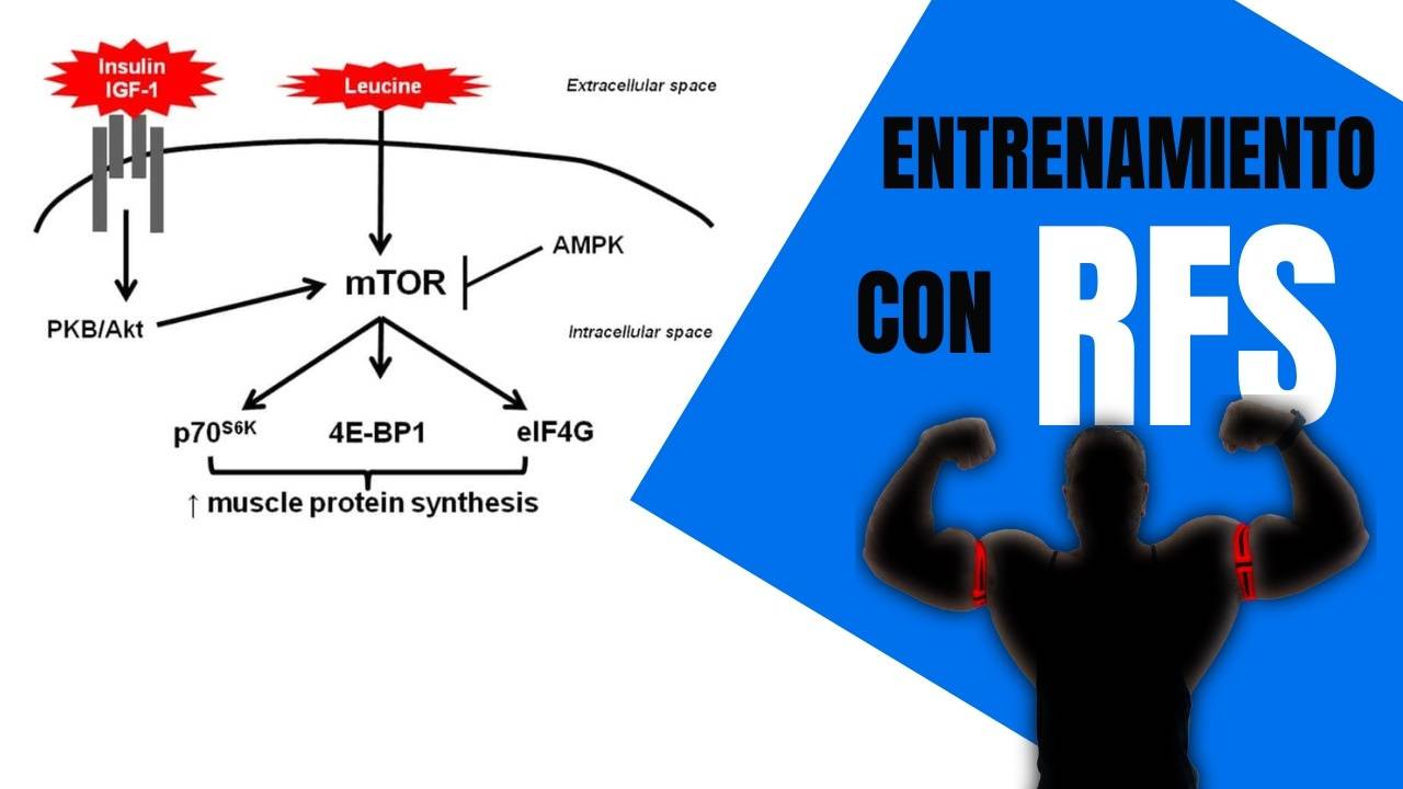 La activación de mTORC1 y la síntesis de proteína con el entrenamiento