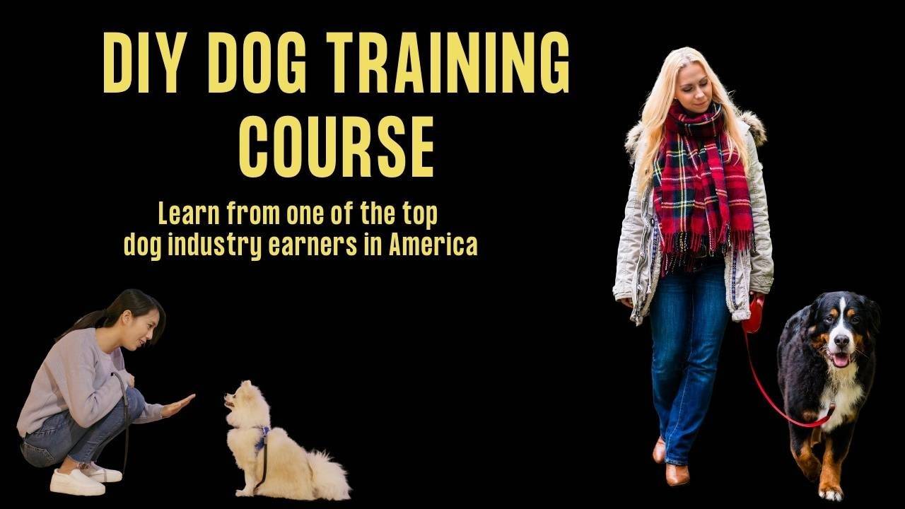 DIY Dog Training Course