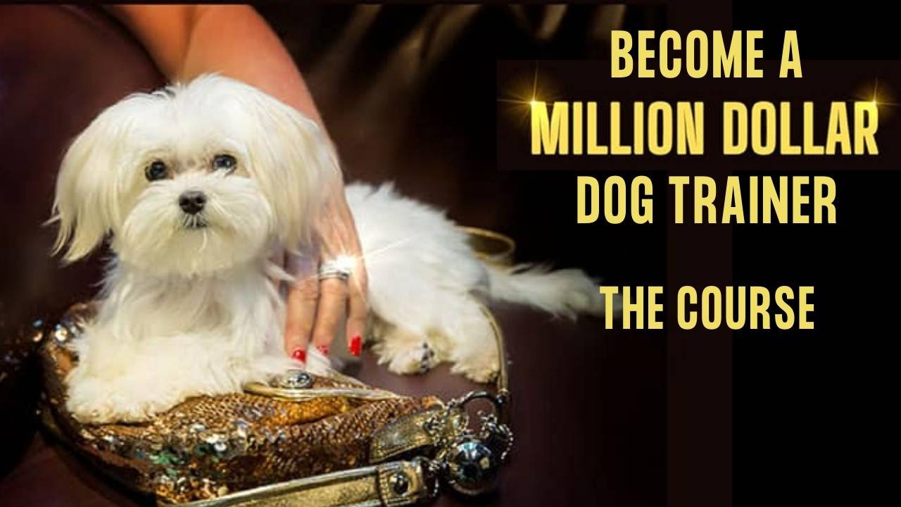 Become a Million Dollar Dog Trainer Course Overview