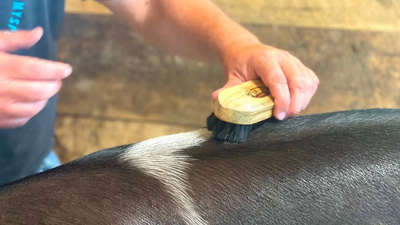 3 Essential Show Pig Brushes