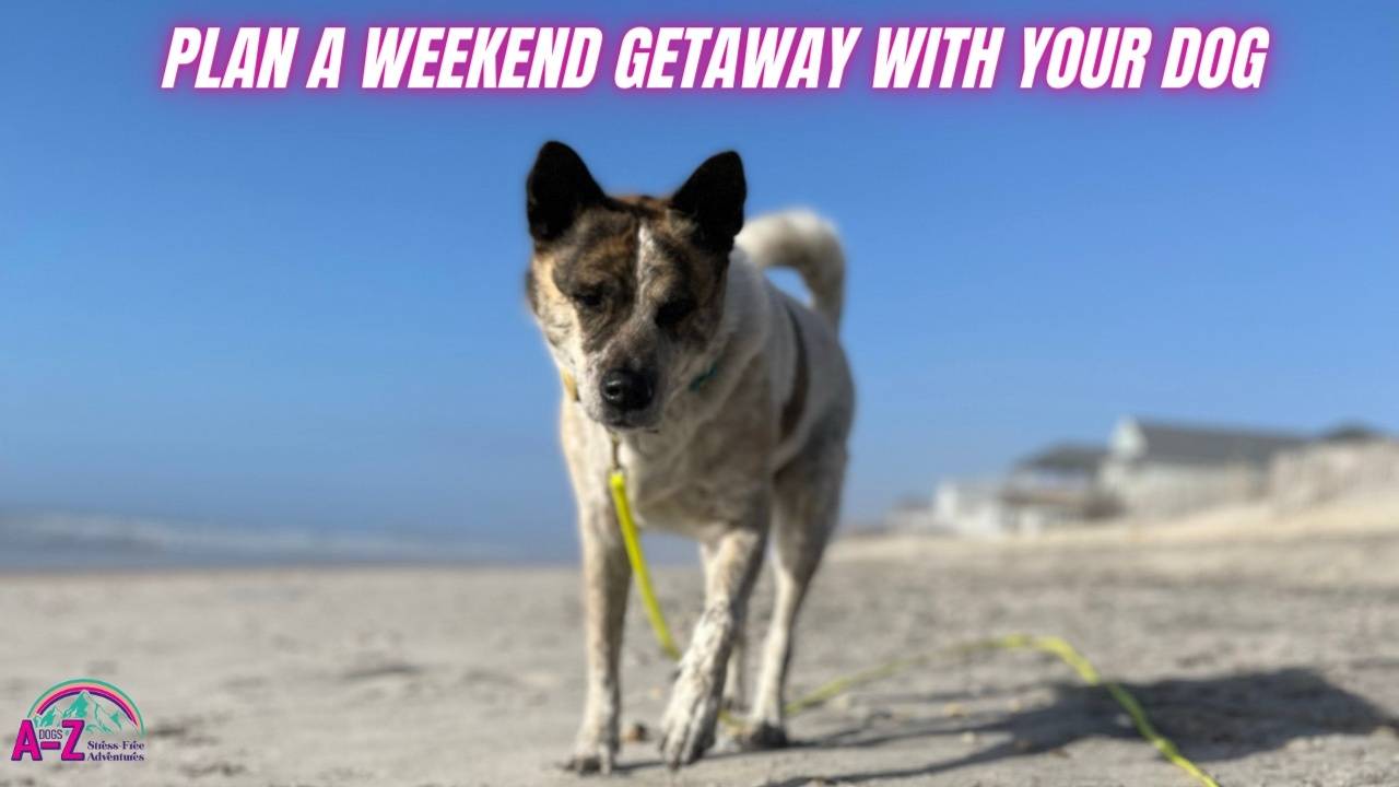 Plan a Weekend Getaway With Your Dog