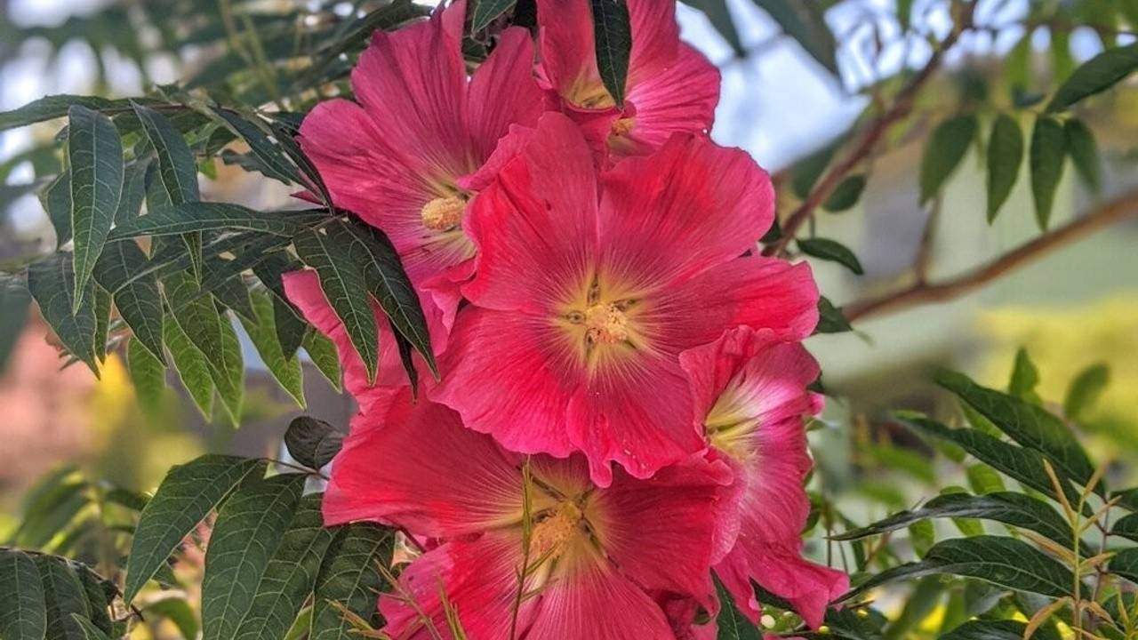 Understanding Your Menstrual Cycle Is Essential For Hormone Balance