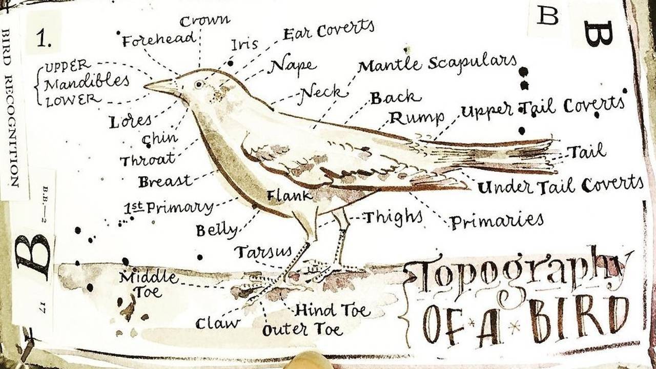 Create an Illustrated Bird Diagram