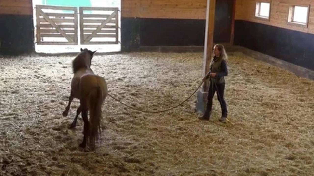 How horses learn