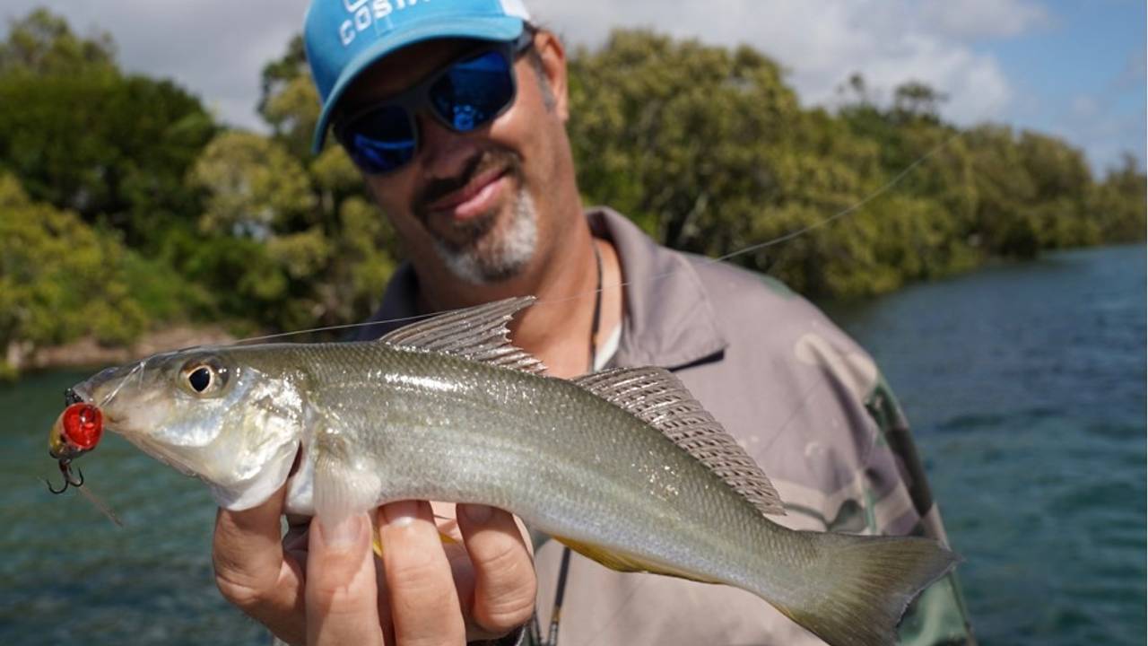 Diver whiting tips