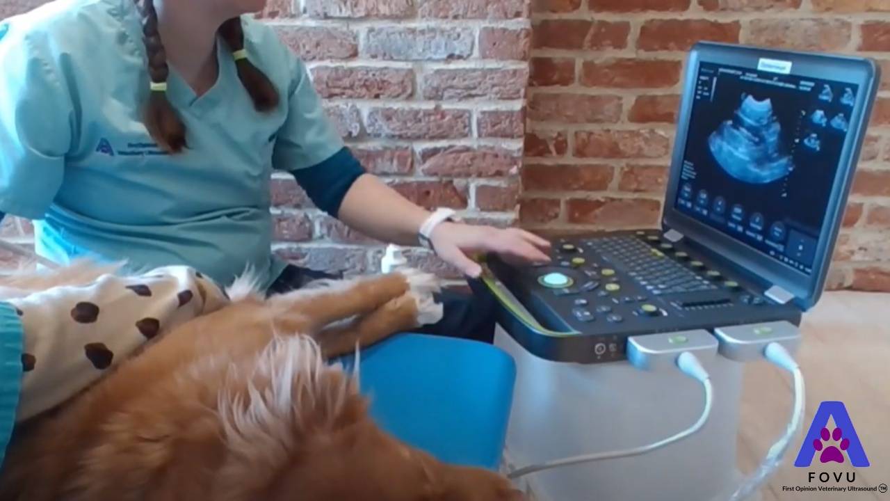 Learn How To Use Your Ultrasound Machine