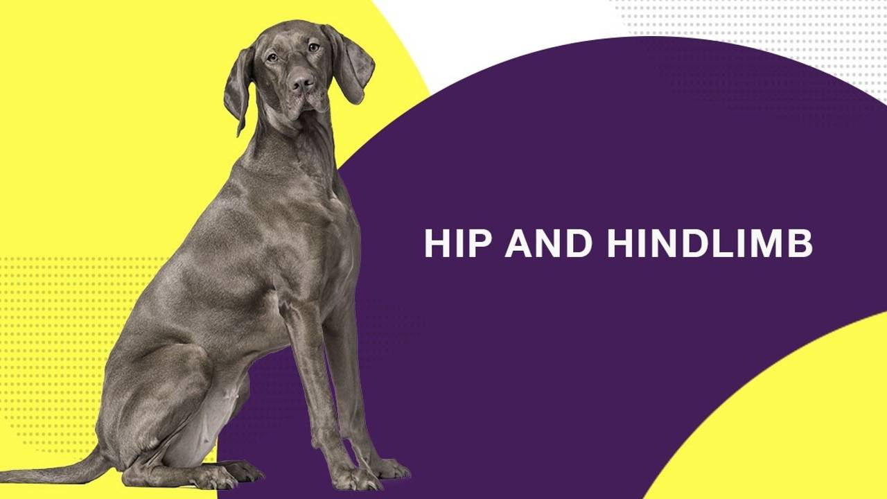 Hip & Hindlimb Surgery Workshop