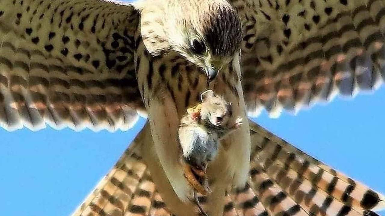 The kestrel and a mouse - SEE THE AMAZING PICTURES!
