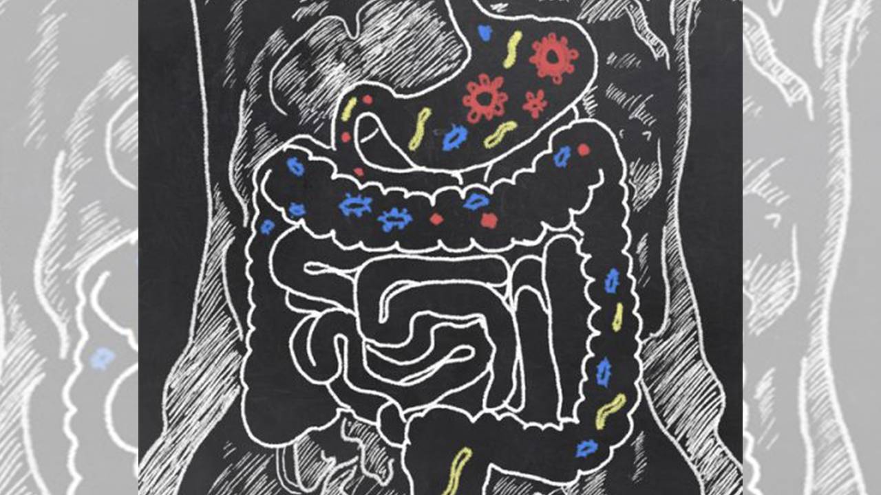 DIY Gut Flora Testing Kits – Are they Worth it?