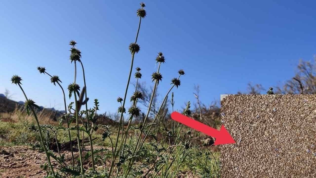 Desert Chia: A Native Wild Food