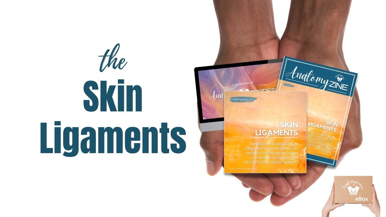 Skin Ligaments Explorations with AnatomySCAPES