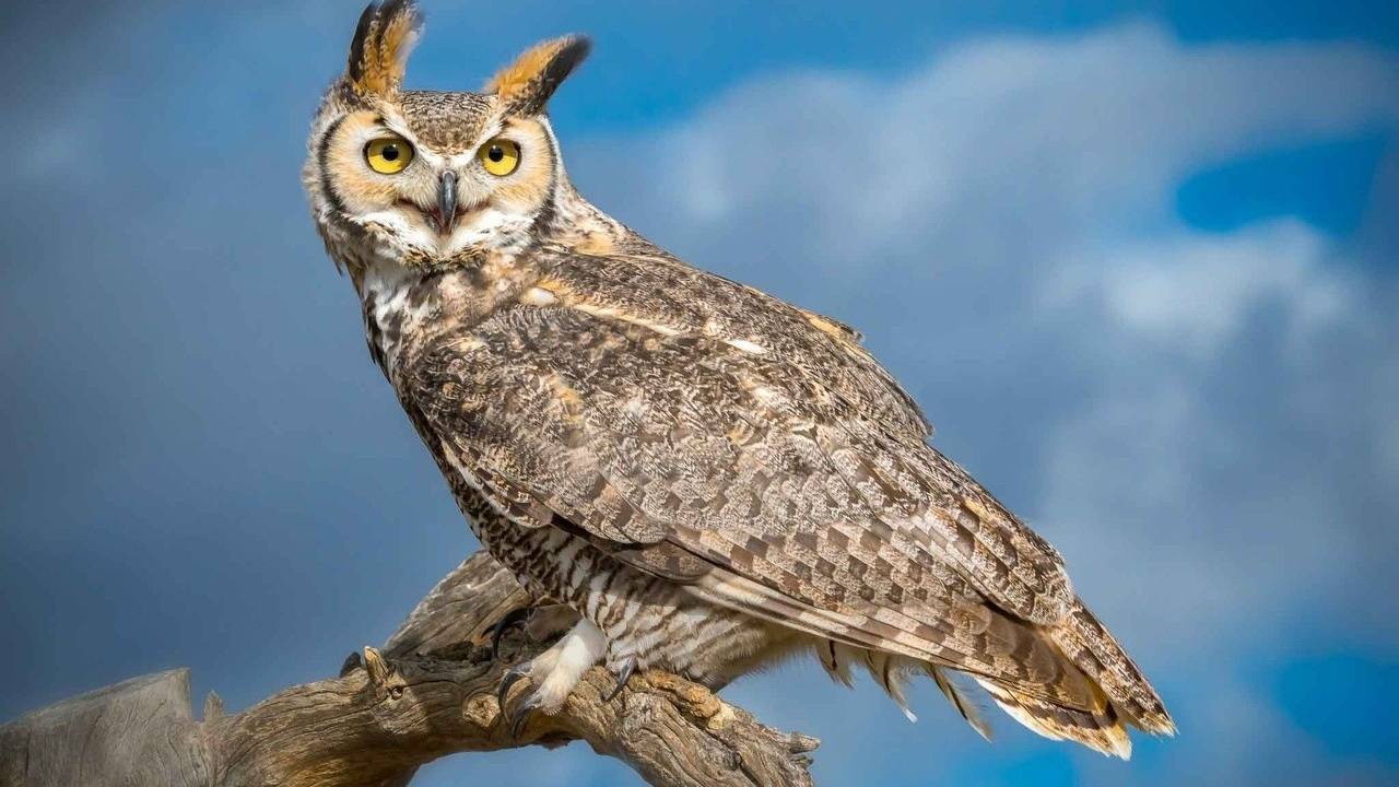 Wisdom Seeker | Charis Your Life