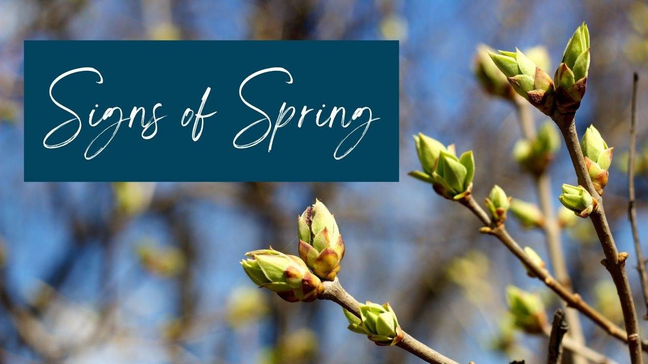 Signs of Spring