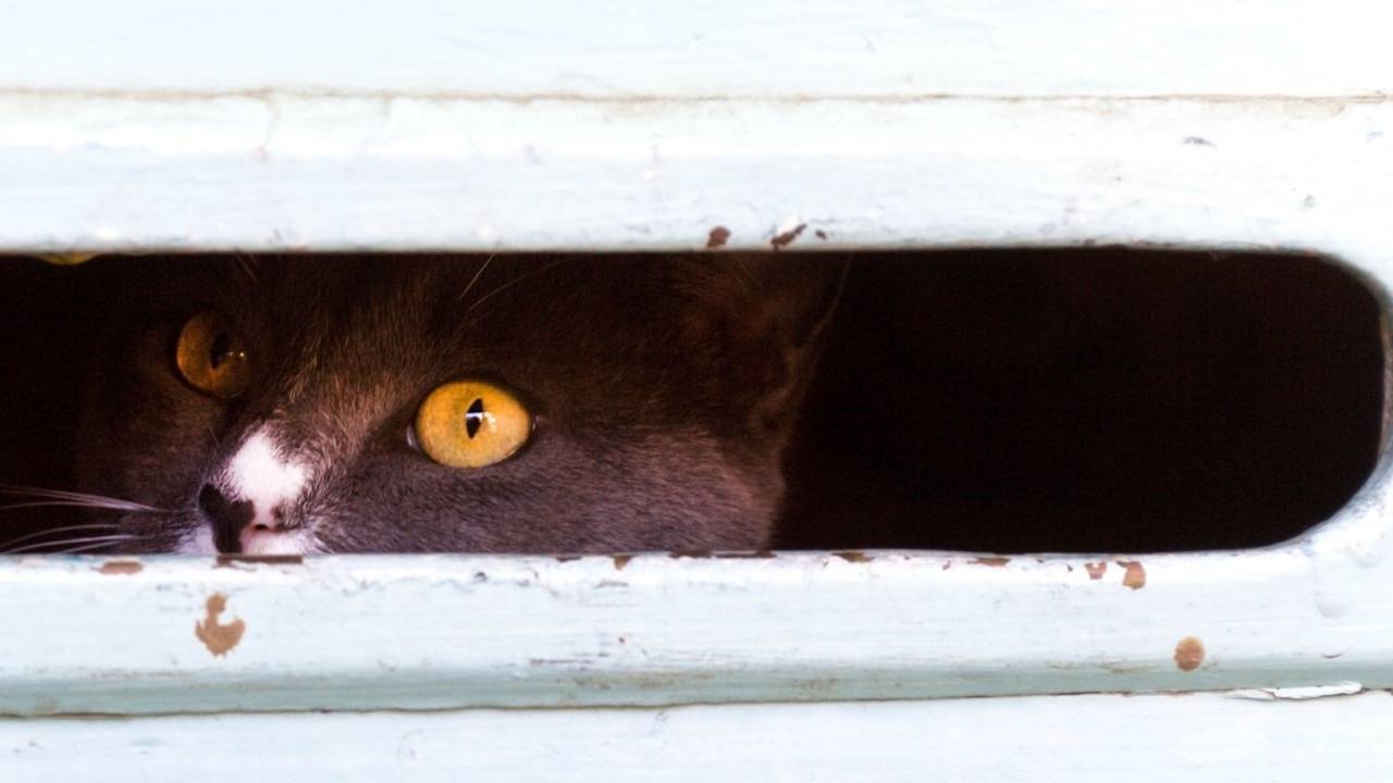 Life Without Animals