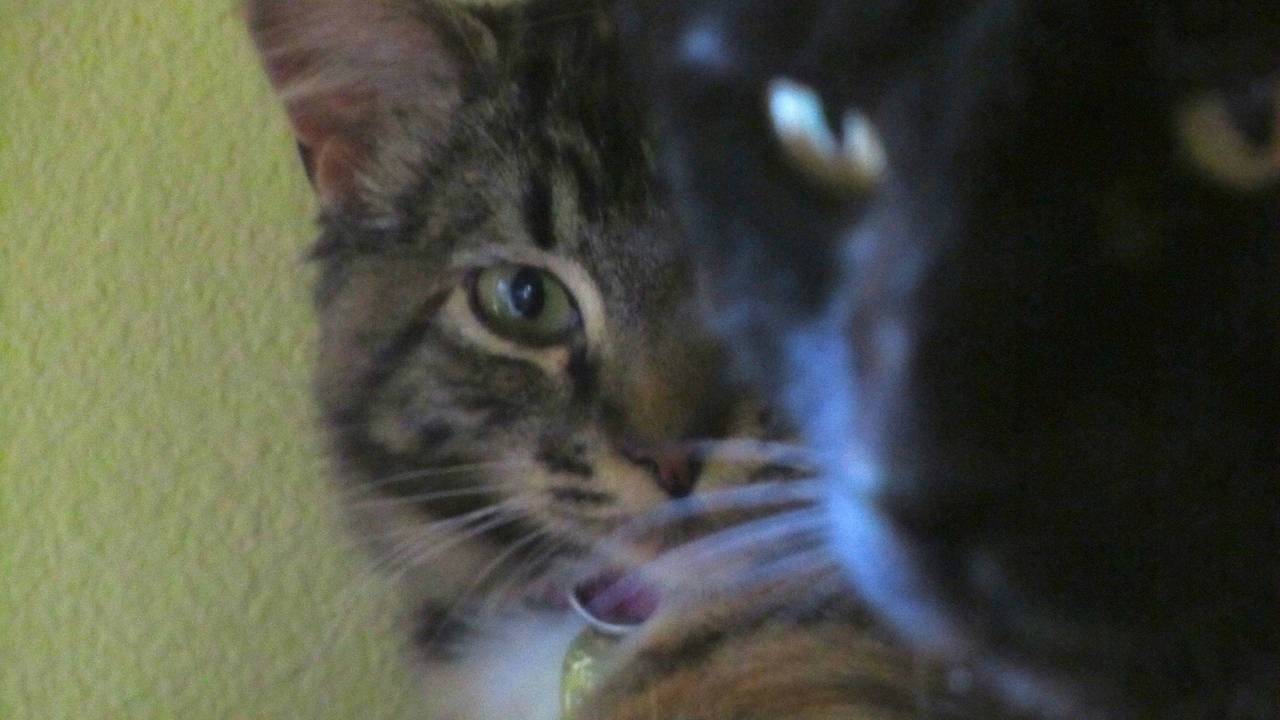 Listen! Do You Hear It?