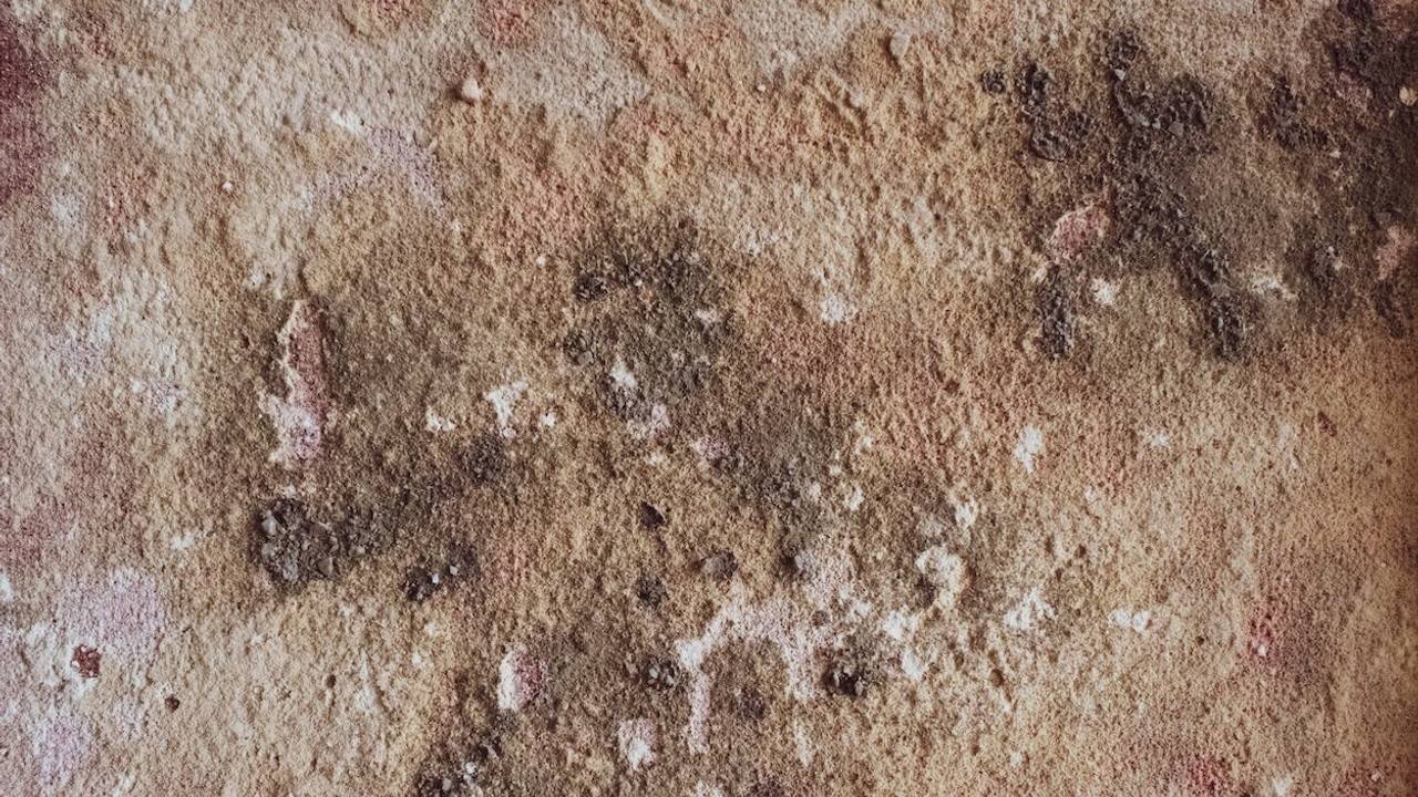 6 Steps to the Mold Removal and Remediation Process